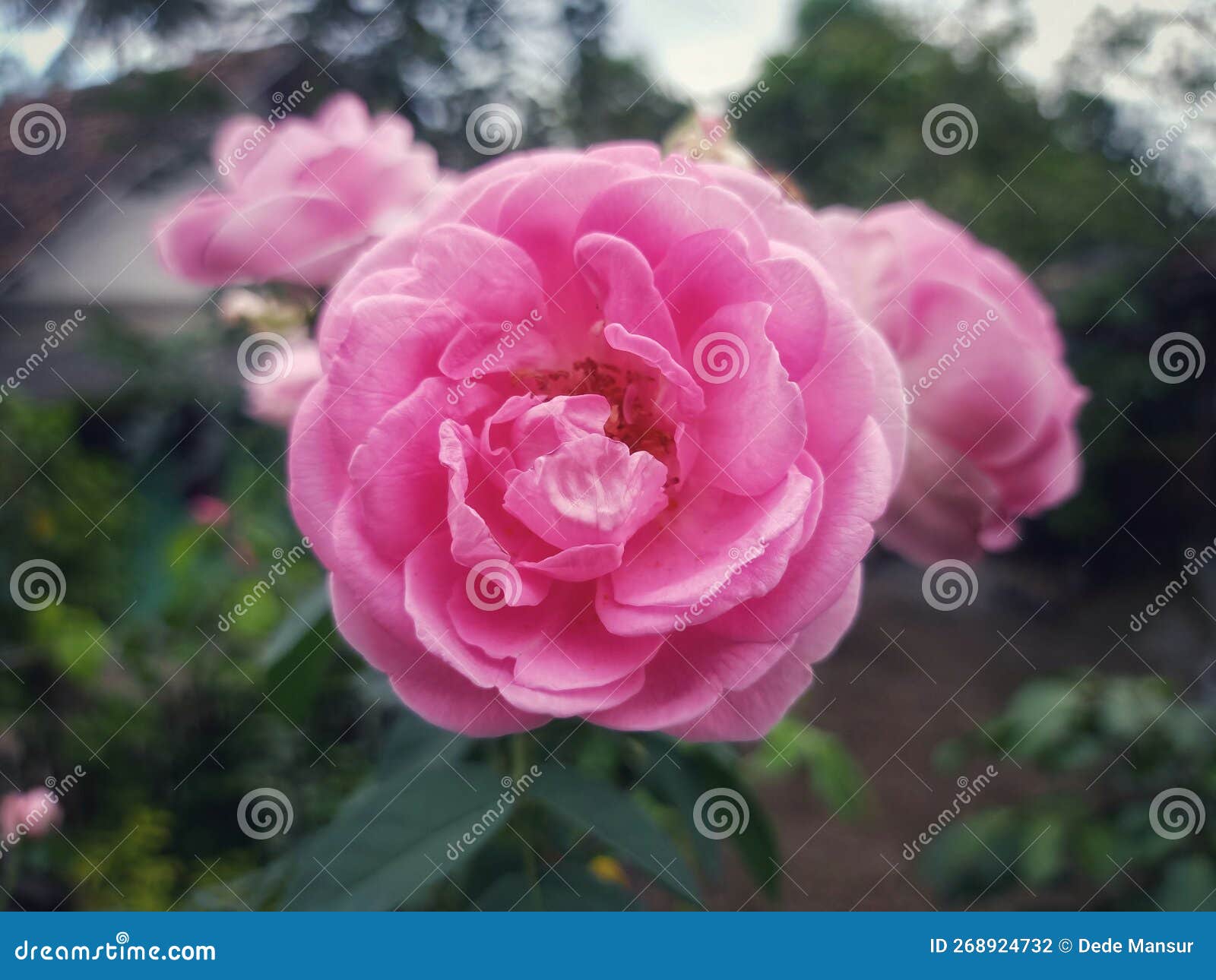 Beautiful Pink Roses in the Gard Stock Photo - Image of green, blossom ...
