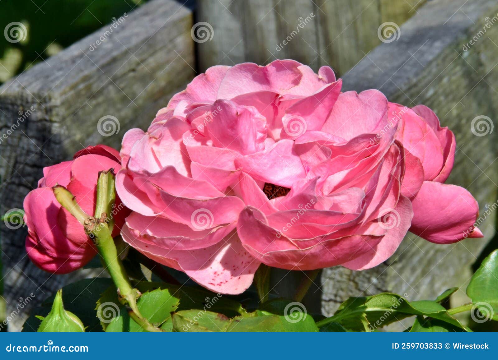 Beautiful Pink Roses in the Garden Stock Image - Image of nature, pink ...