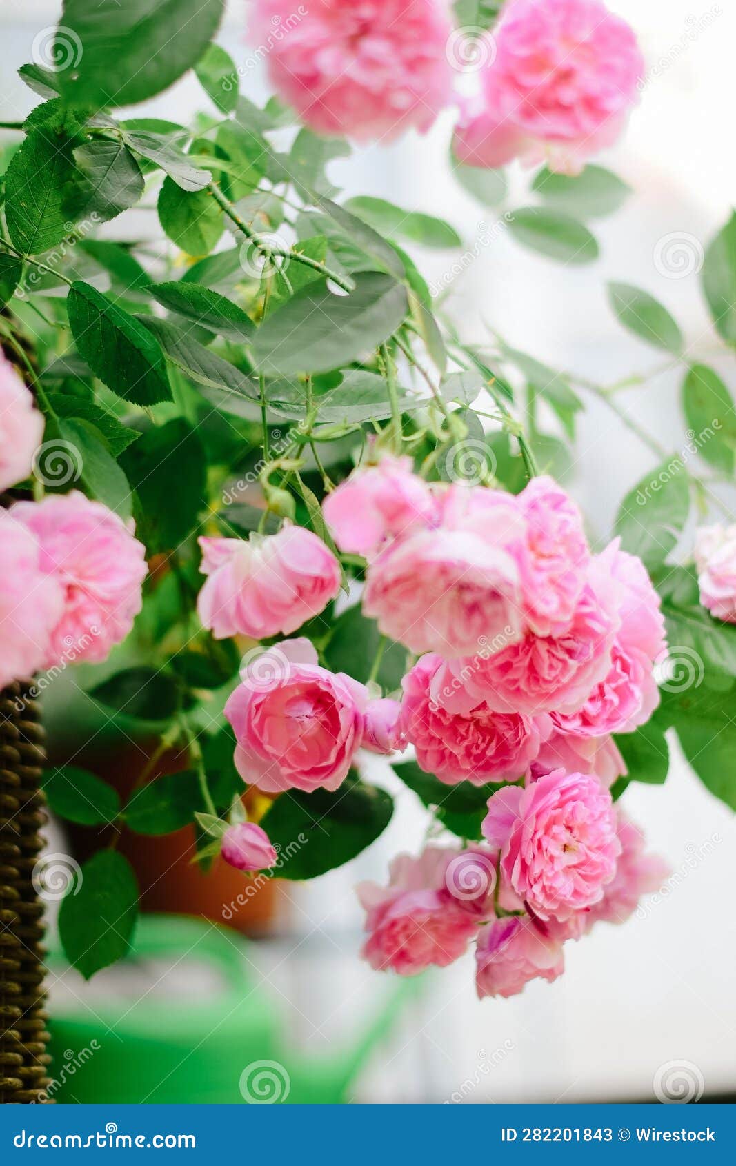 Beautiful Pink Roses in a Garden Stock Image - Image of garden, bloom ...