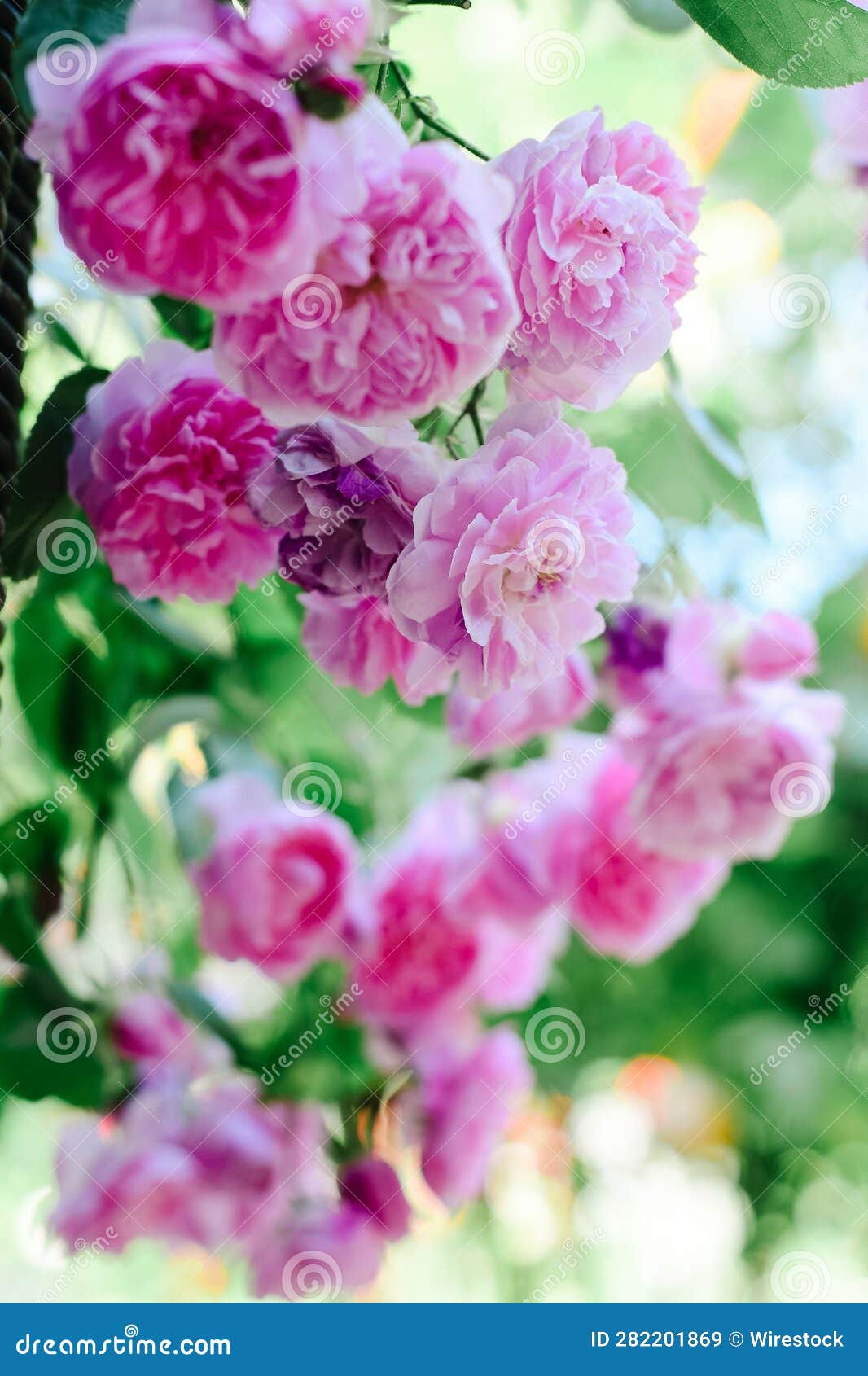 Beautiful Pink Roses in a Garden Stock Image - Image of bloom, floral ...