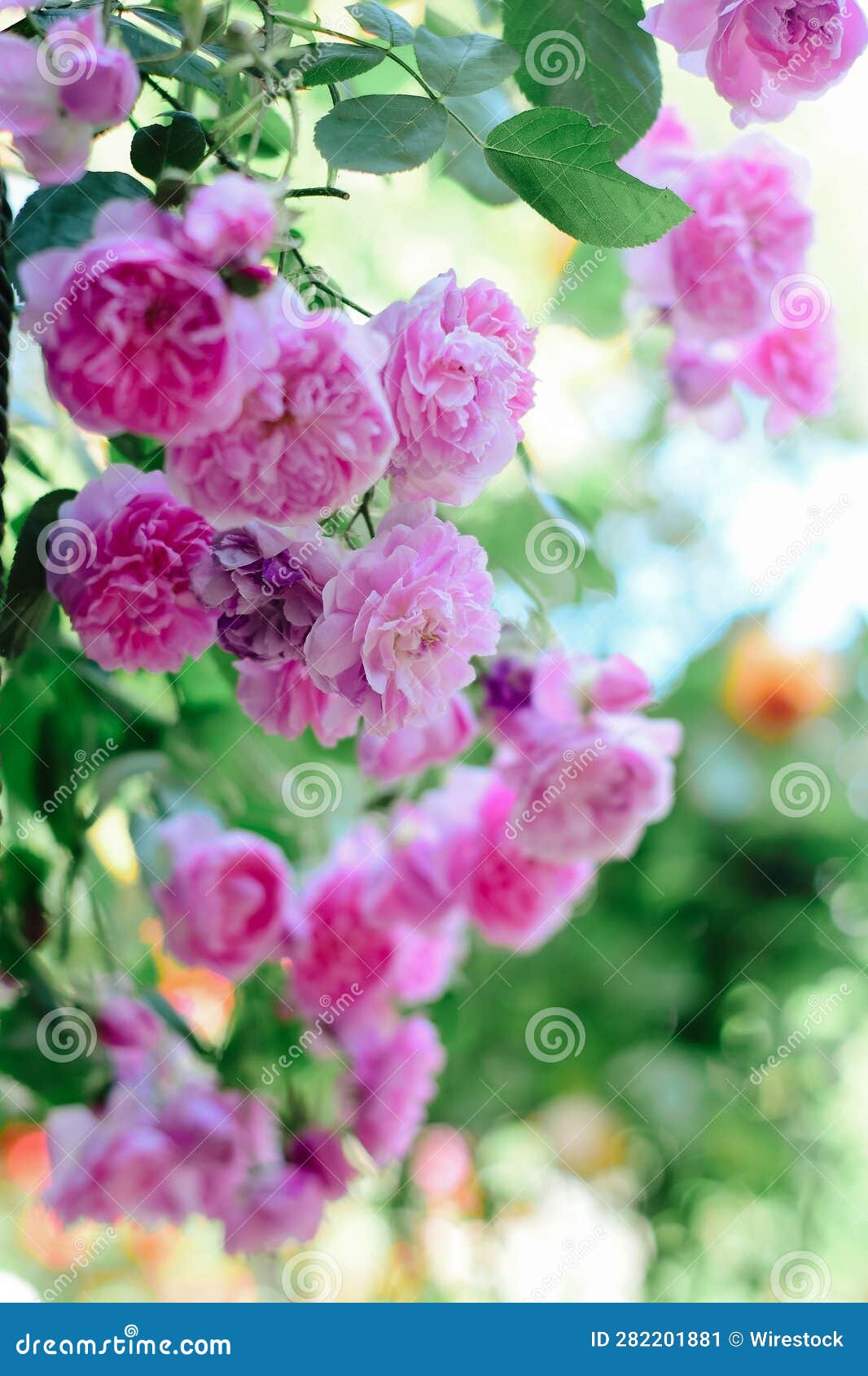 Beautiful Pink Roses in a Garden Stock Image - Image of bloom, natural ...