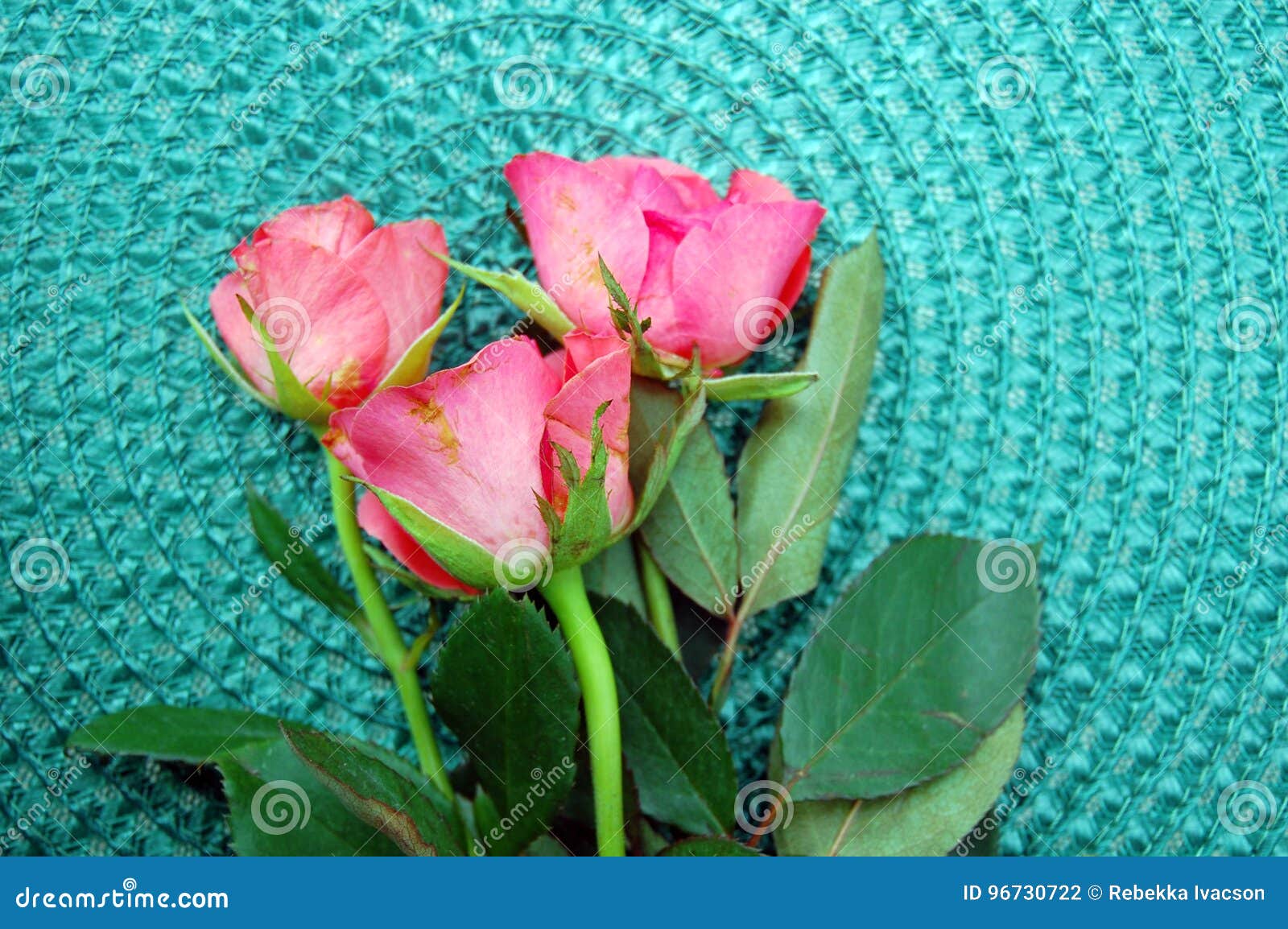 Beautiful pink roses stock photo. Image of petals, floral - 96730722