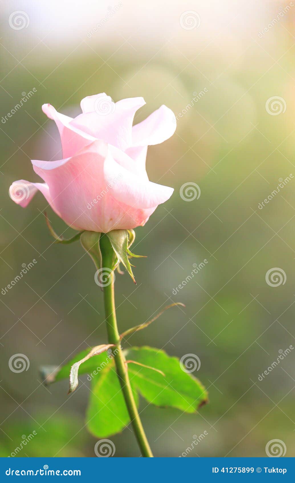 Beautiful pink roses stock image. Image of green, greeting - 41275899