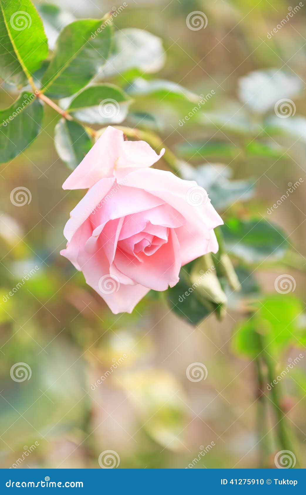Beautiful pink roses stock photo. Image of green, celebration - 41275910