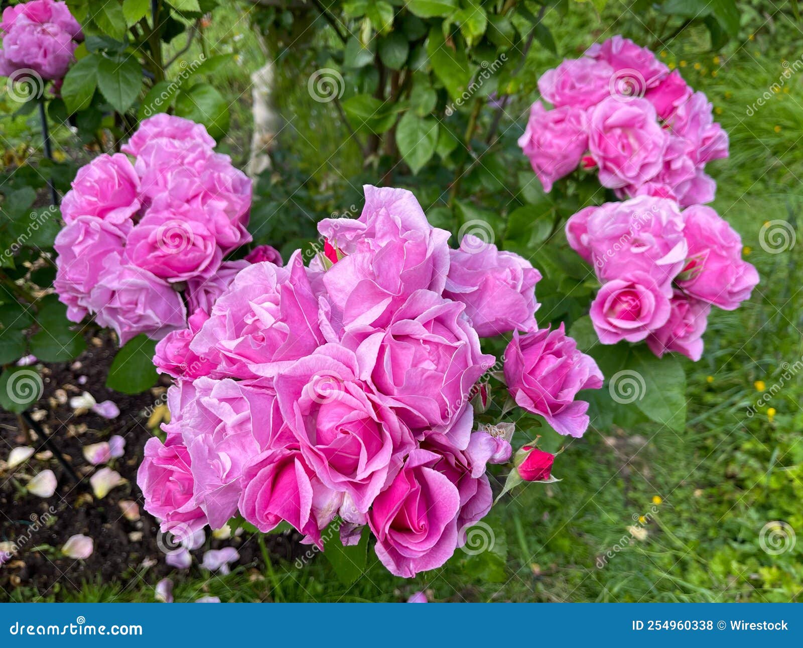 Beautiful Pink Roses Growing in a Garden Stock Photo - Image of blossom ...
