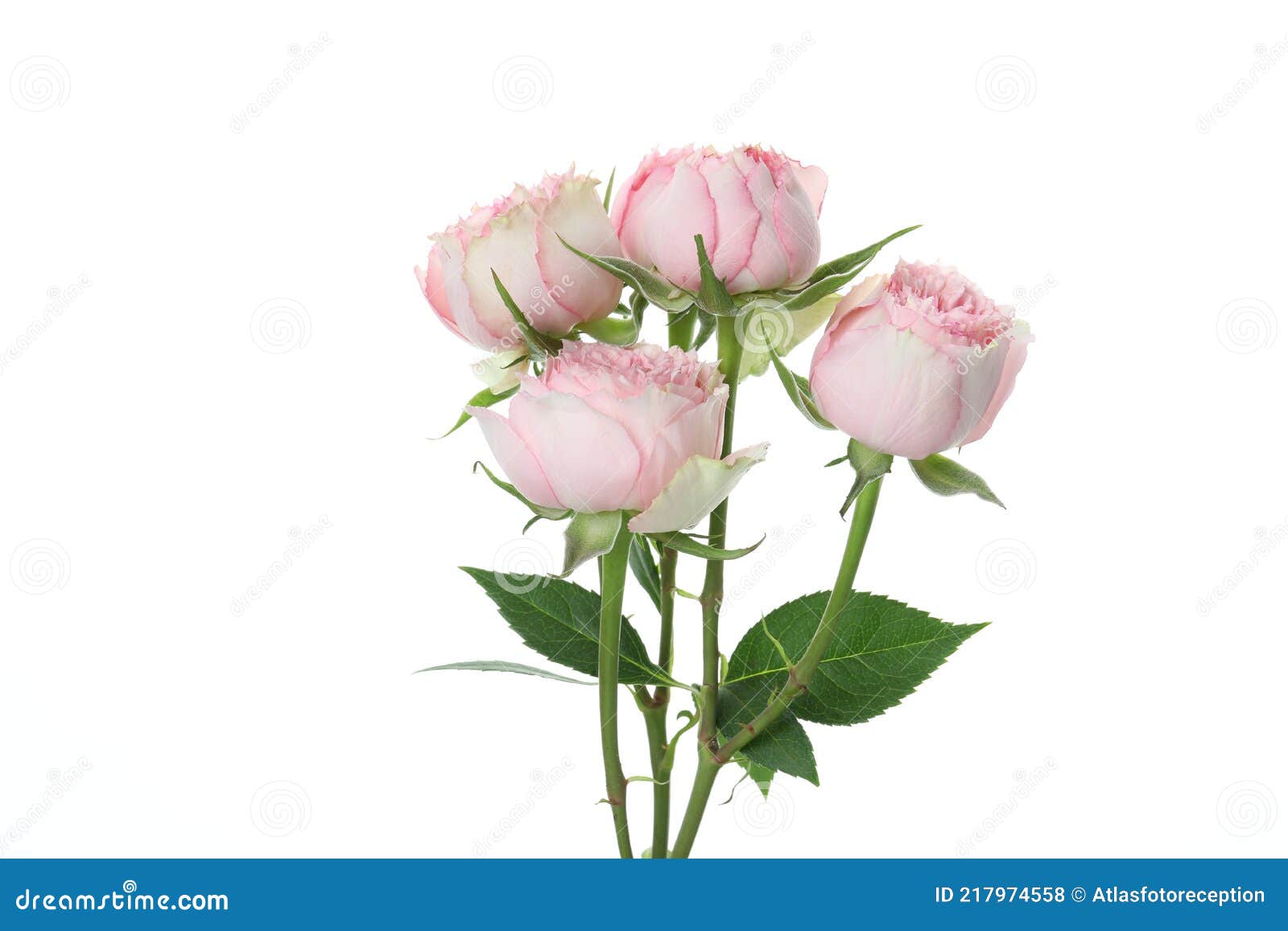 Beautiful Pink Roses Isolated on White Background Stock Photo - Image ...