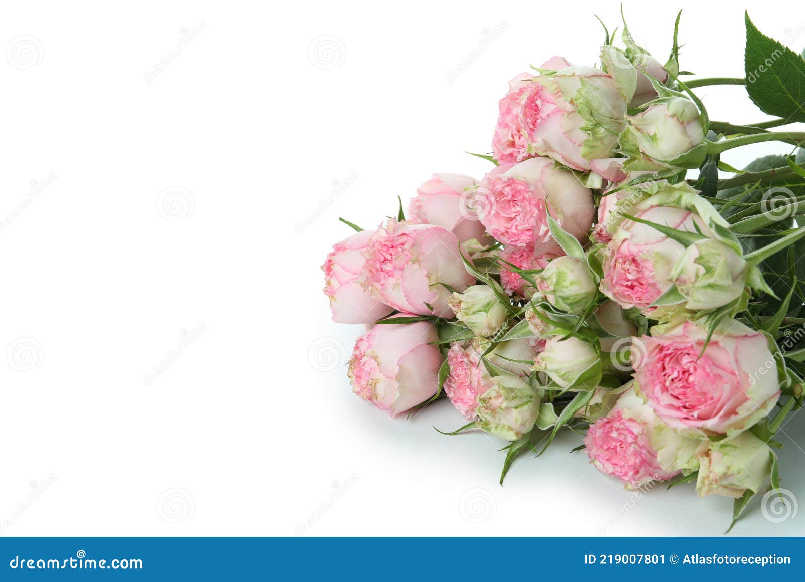 Beautiful Pink Roses Isolated on White Background Stock Image - Image ...
