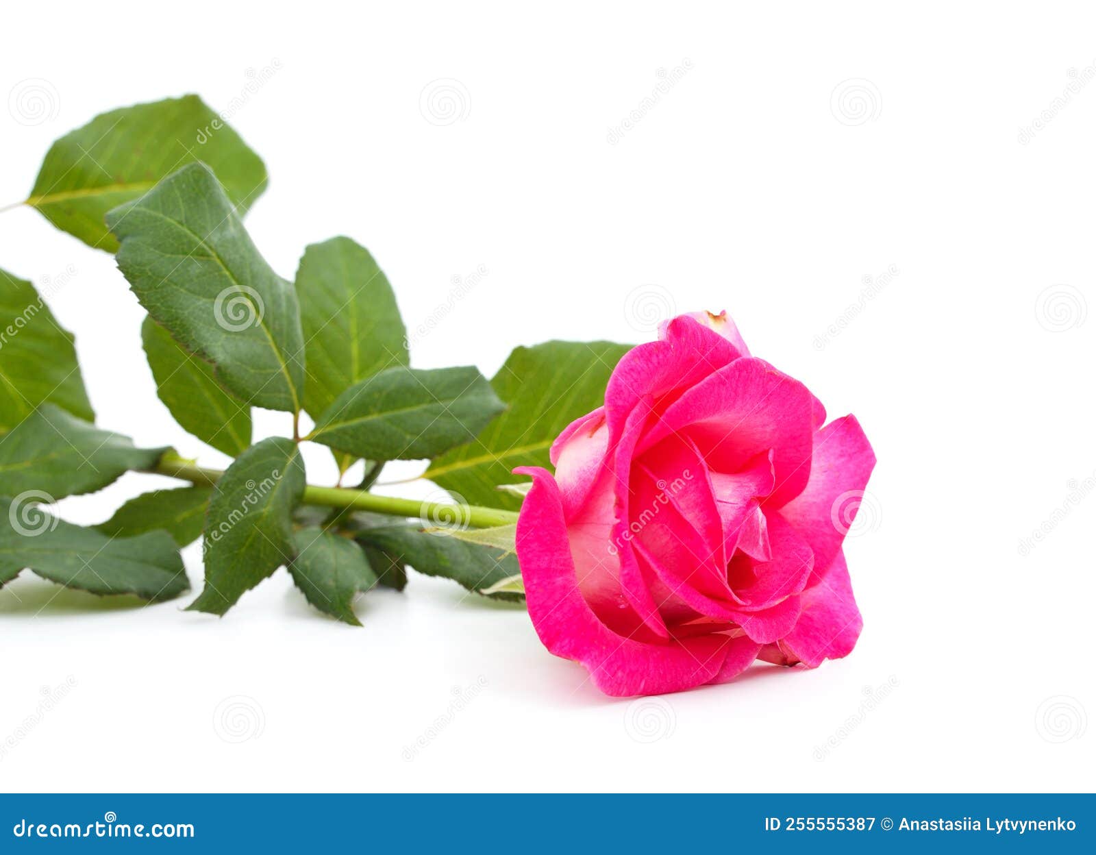 Beautiful pink roses stock image. Image of leaves, love - 255555387