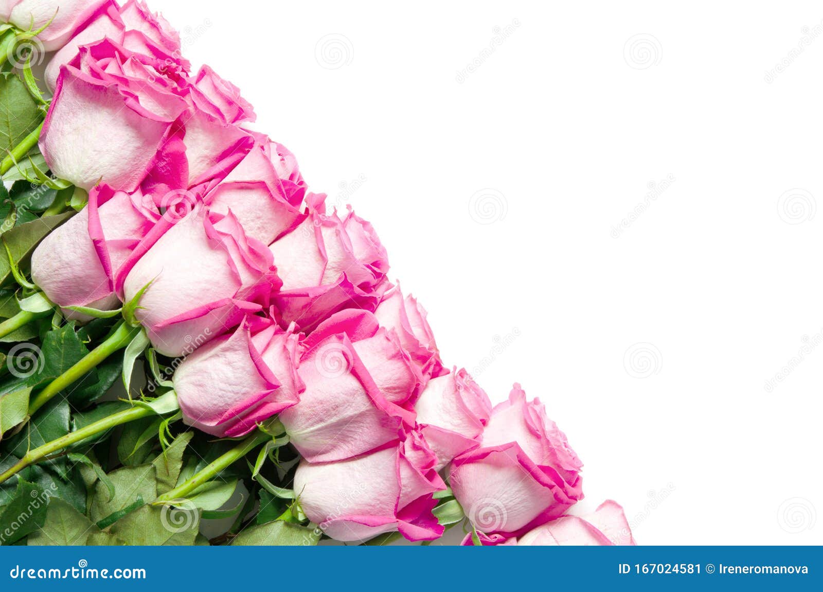 Beautiful Pink Roses Isolated on White Background. Stock Image - Image ...
