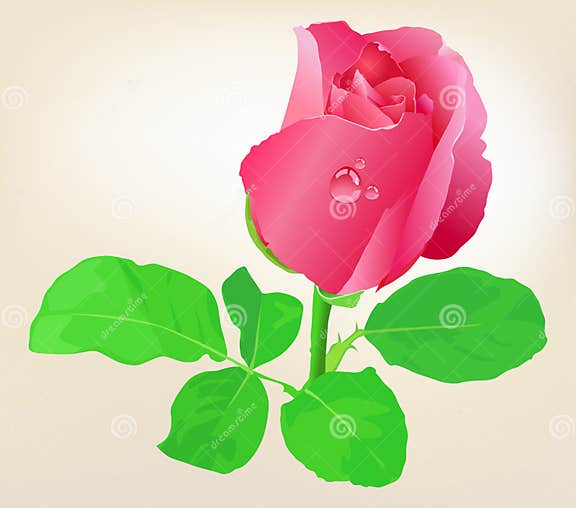 Beautiful Pink Roses Stock Vector Illustration Of February 30469120
