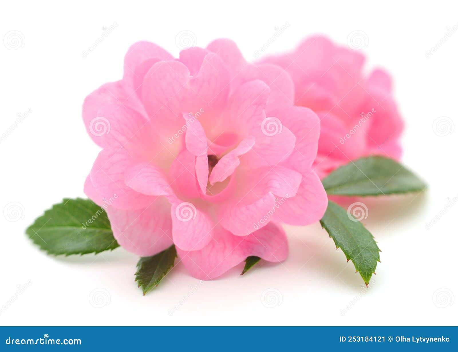 Beautiful pink roses stock image. Image of roses, green - 253184121