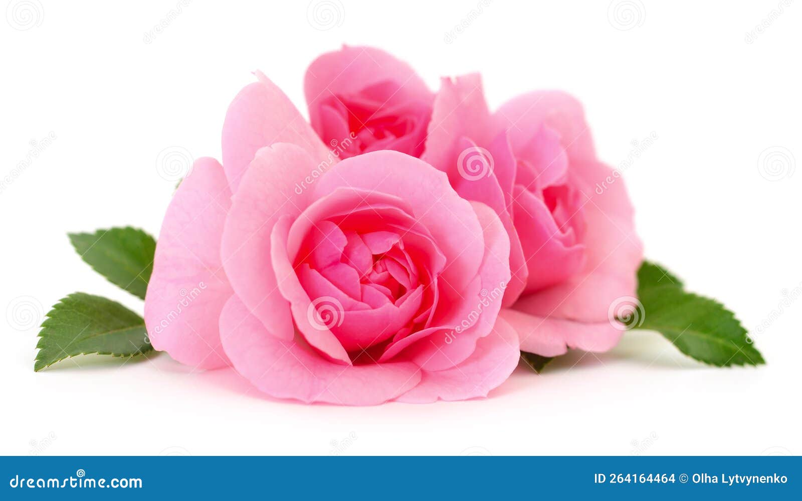 Beautiful pink roses stock photo. Image of roses, floral - 264164464