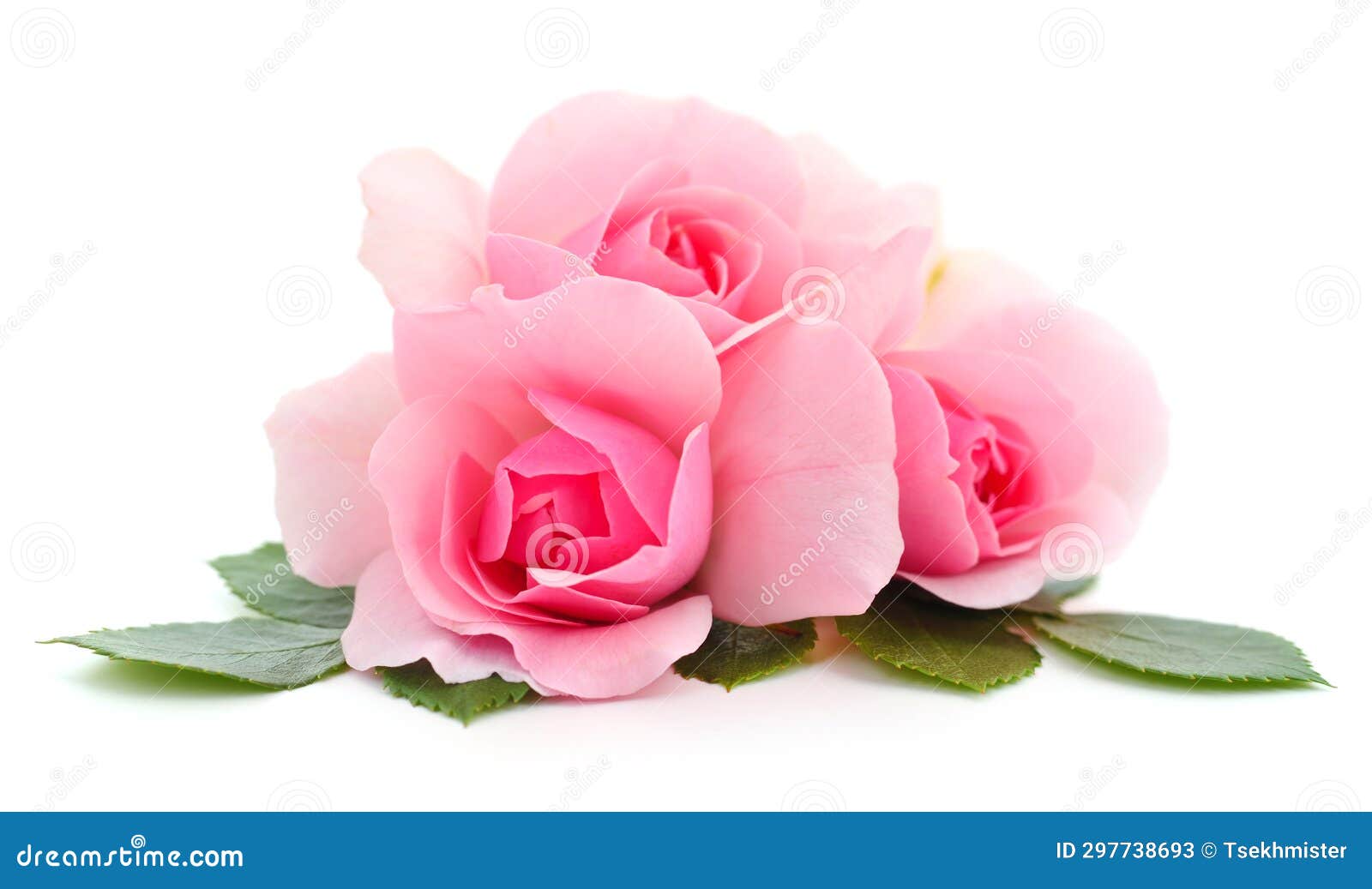 Beautiful pink roses stock image. Image of three, color - 297738693