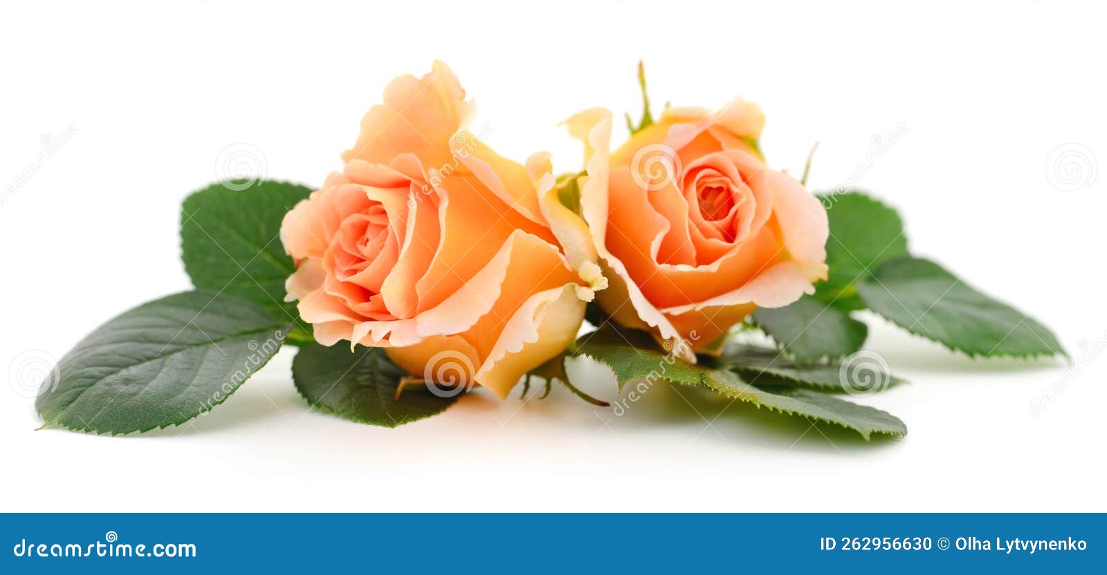 Beautiful pink roses stock photo. Image of pink, flowers - 262956630