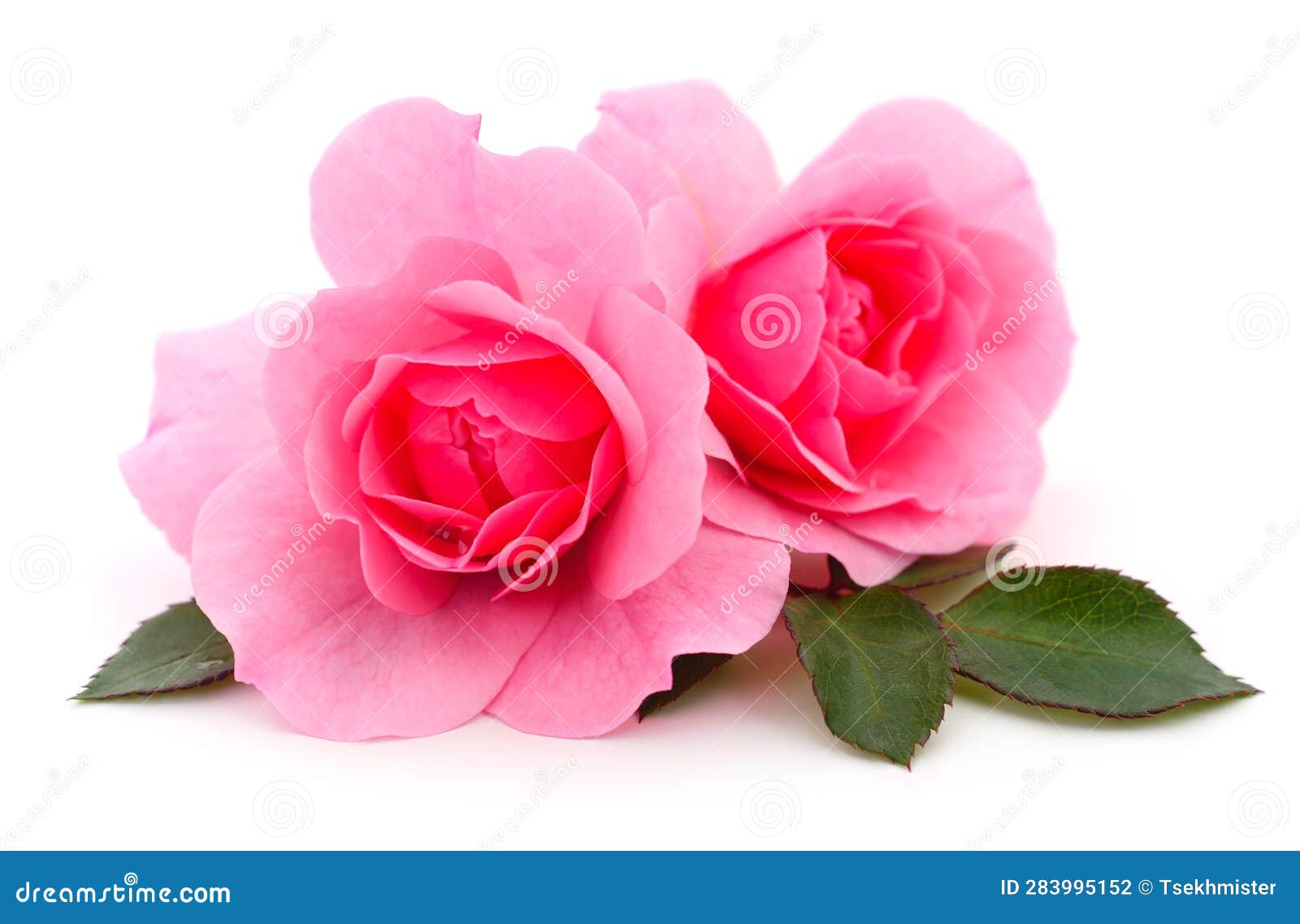 Beautiful pink roses stock photo. Image of color, roses - 283995152