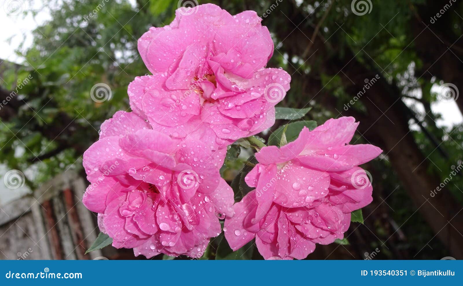 Beautiful Pink Roses with Water Droplets Stock Image - Image of purple ...
