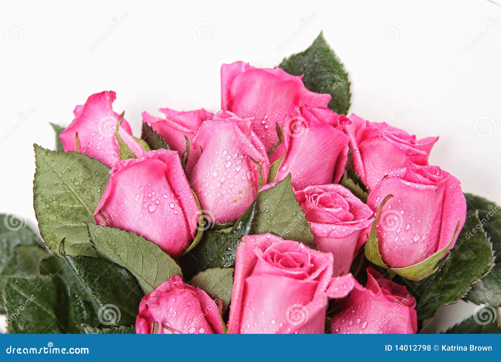 Beautiful Pink Roses with Water Drops Stock Photo - Image of bouquet ...