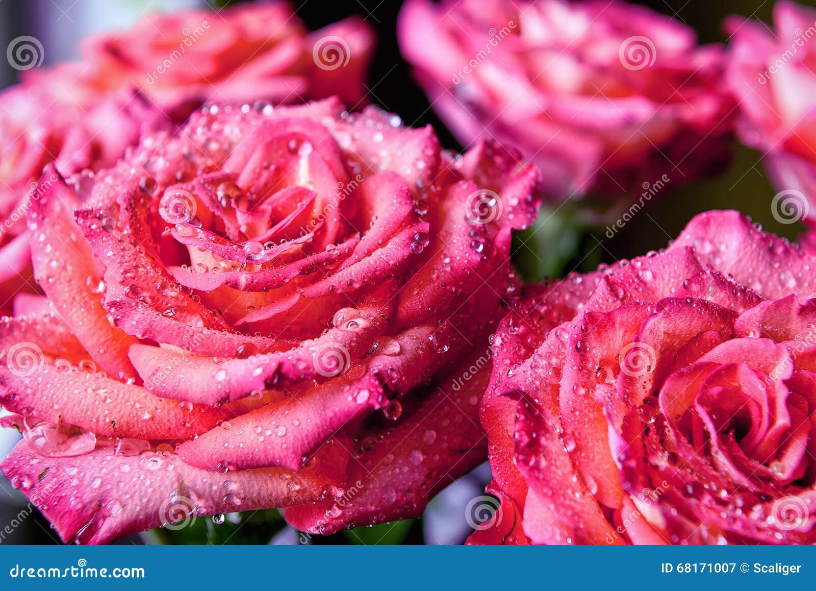 Beautiful Pink Roses with Water Drops Stock Image - Image of odor, drop ...