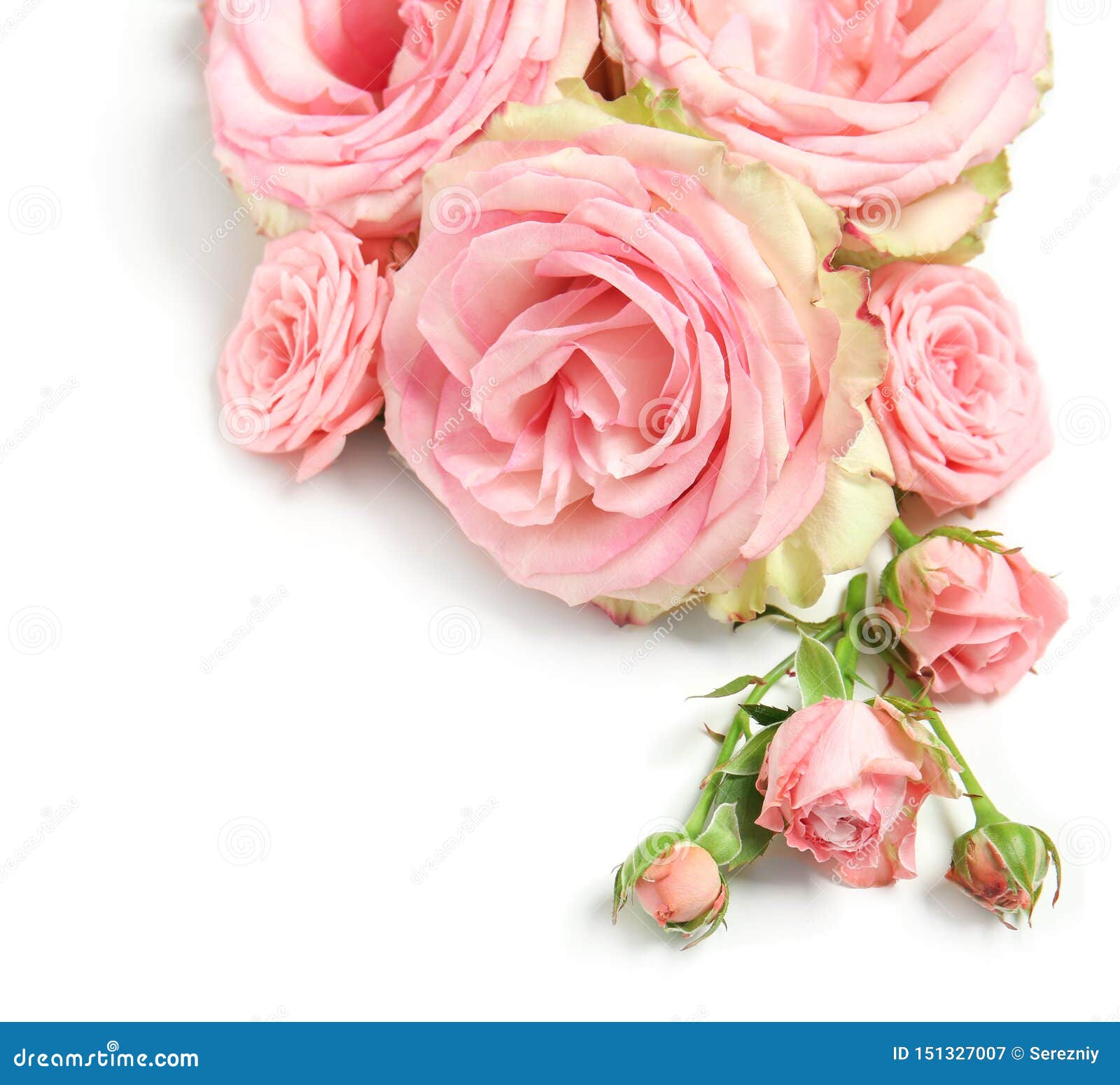 Beautiful Pink Roses on White Background Stock Image - Image of blossom ...