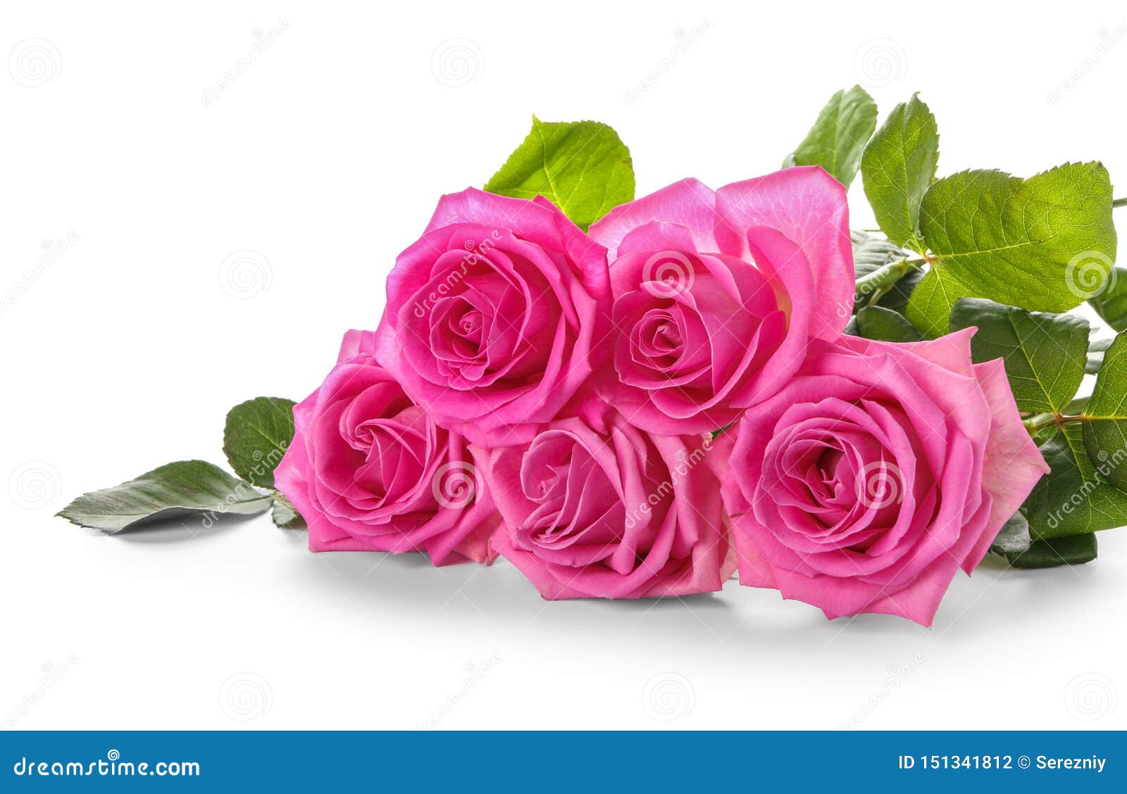 Beautiful Pink Roses on White Background Stock Photo - Image of ...