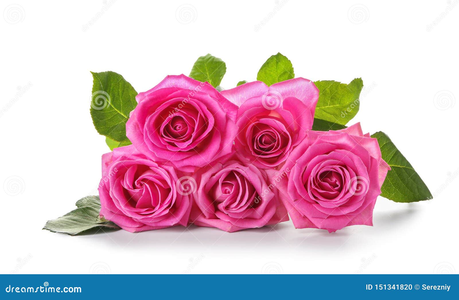 Beautiful Pink Roses on White Background Stock Photo - Image of leaves ...
