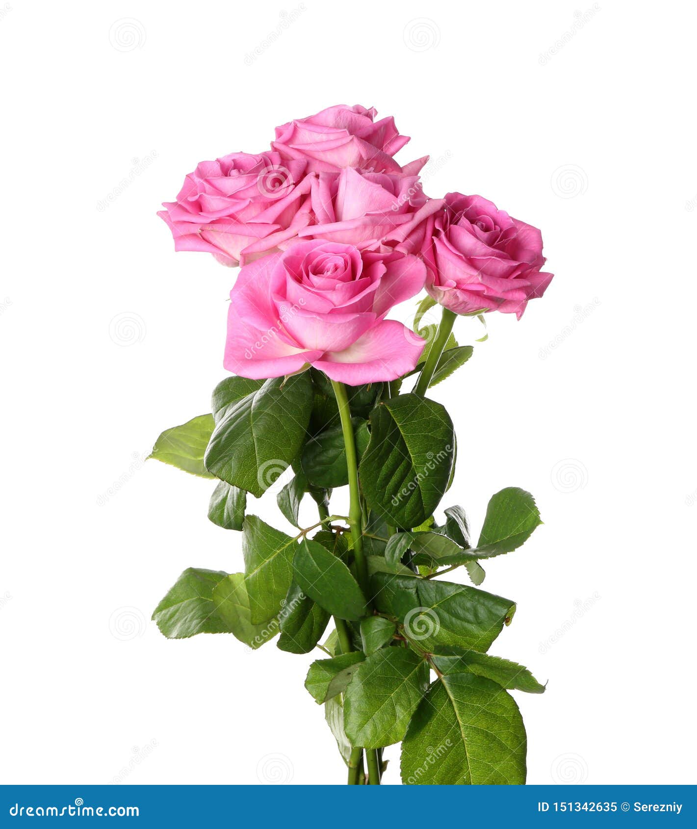 Beautiful Pink Roses on White Background Stock Image - Image of holiday ...