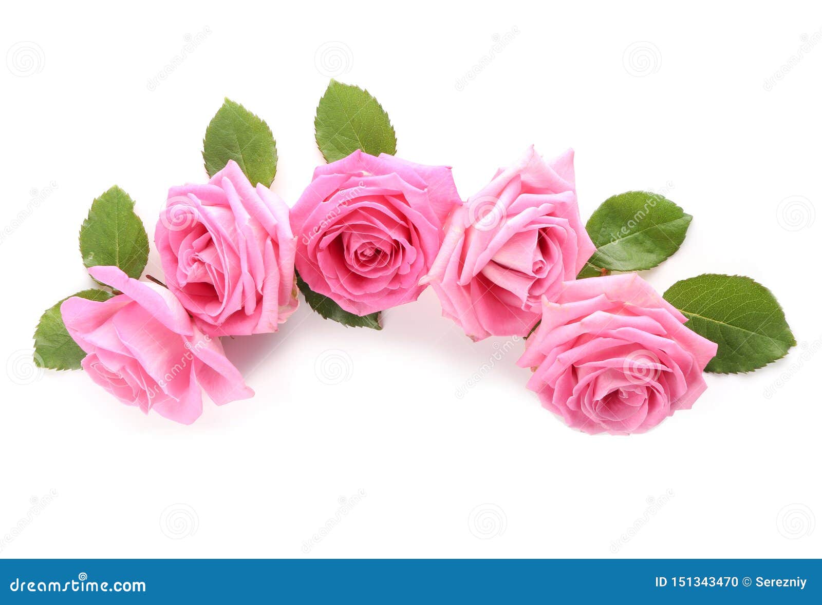 Beautiful Pink Roses on White Background Stock Photo - Image of ...