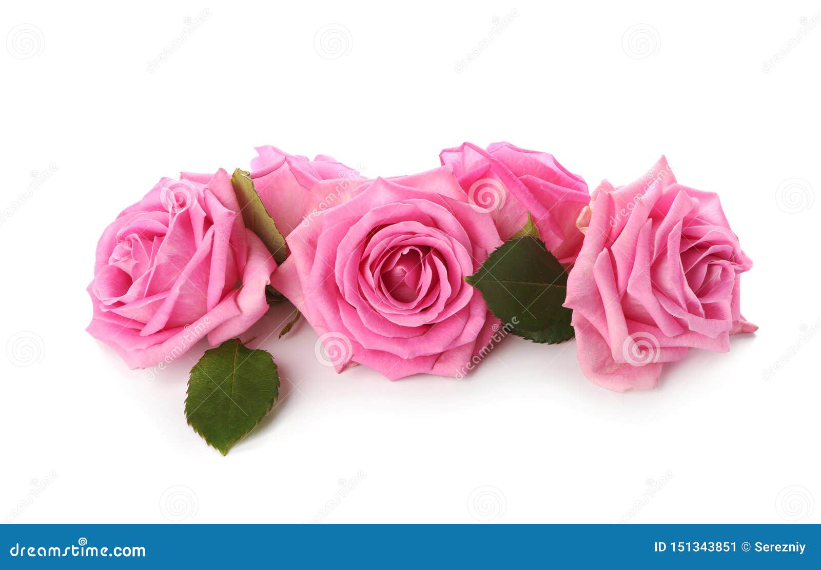 Beautiful Pink Roses on White Background Stock Image - Image of botany ...