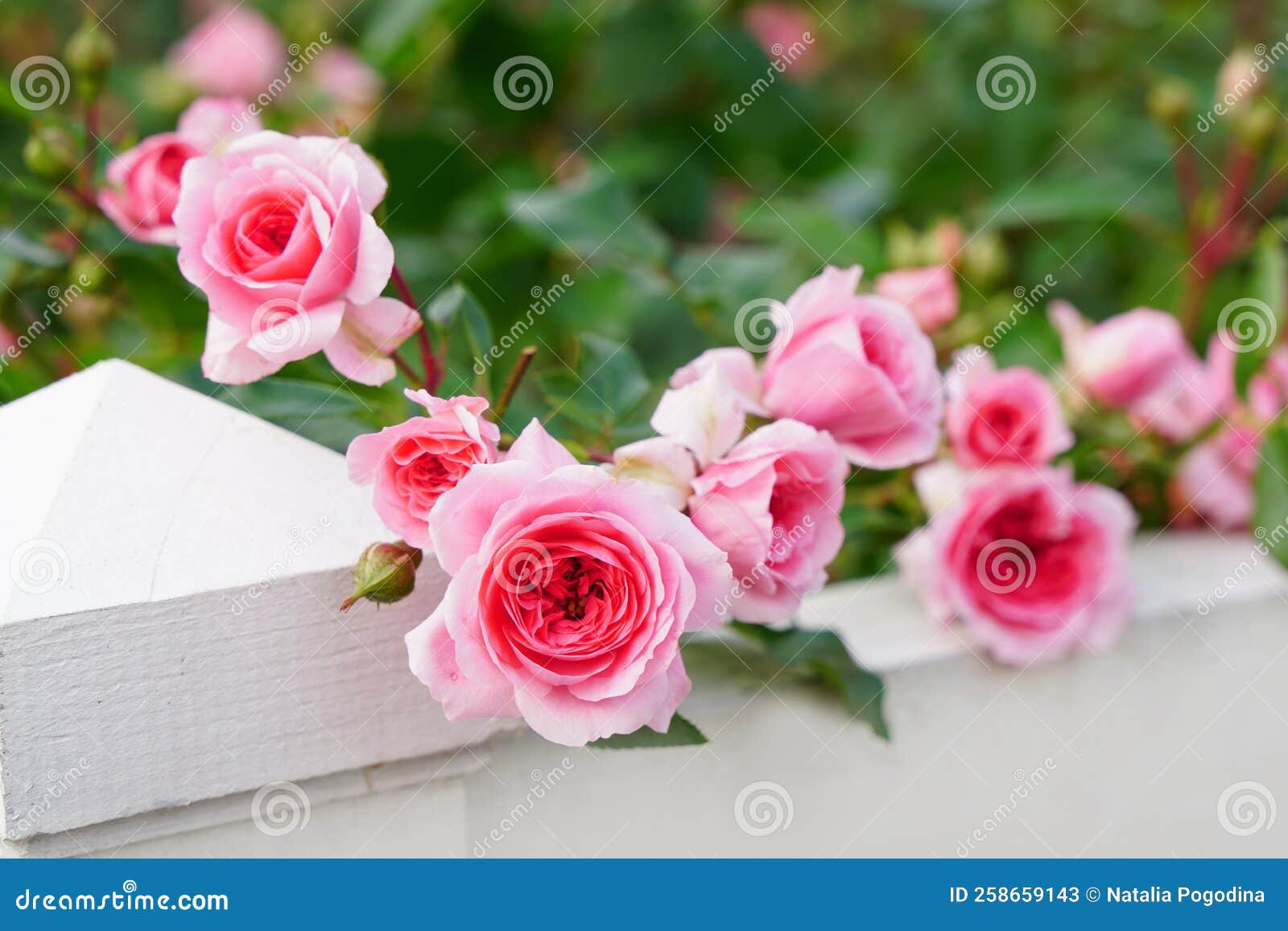 Beautiful Pink Roses on a White Fence Stock Image - Image of bloom ...