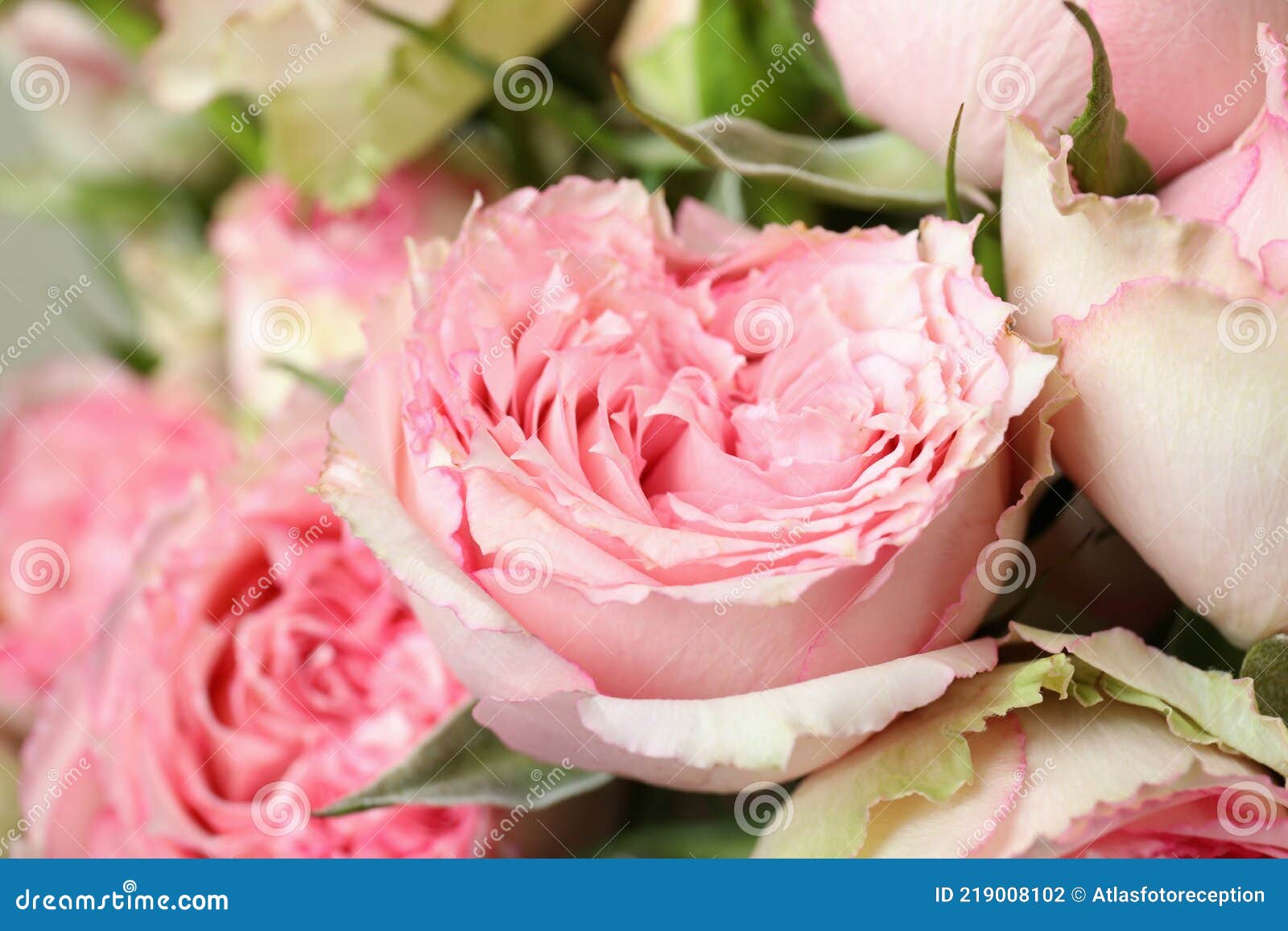 Beautiful Pink Roses on Whole Background, Close Up Stock Photo - Image ...