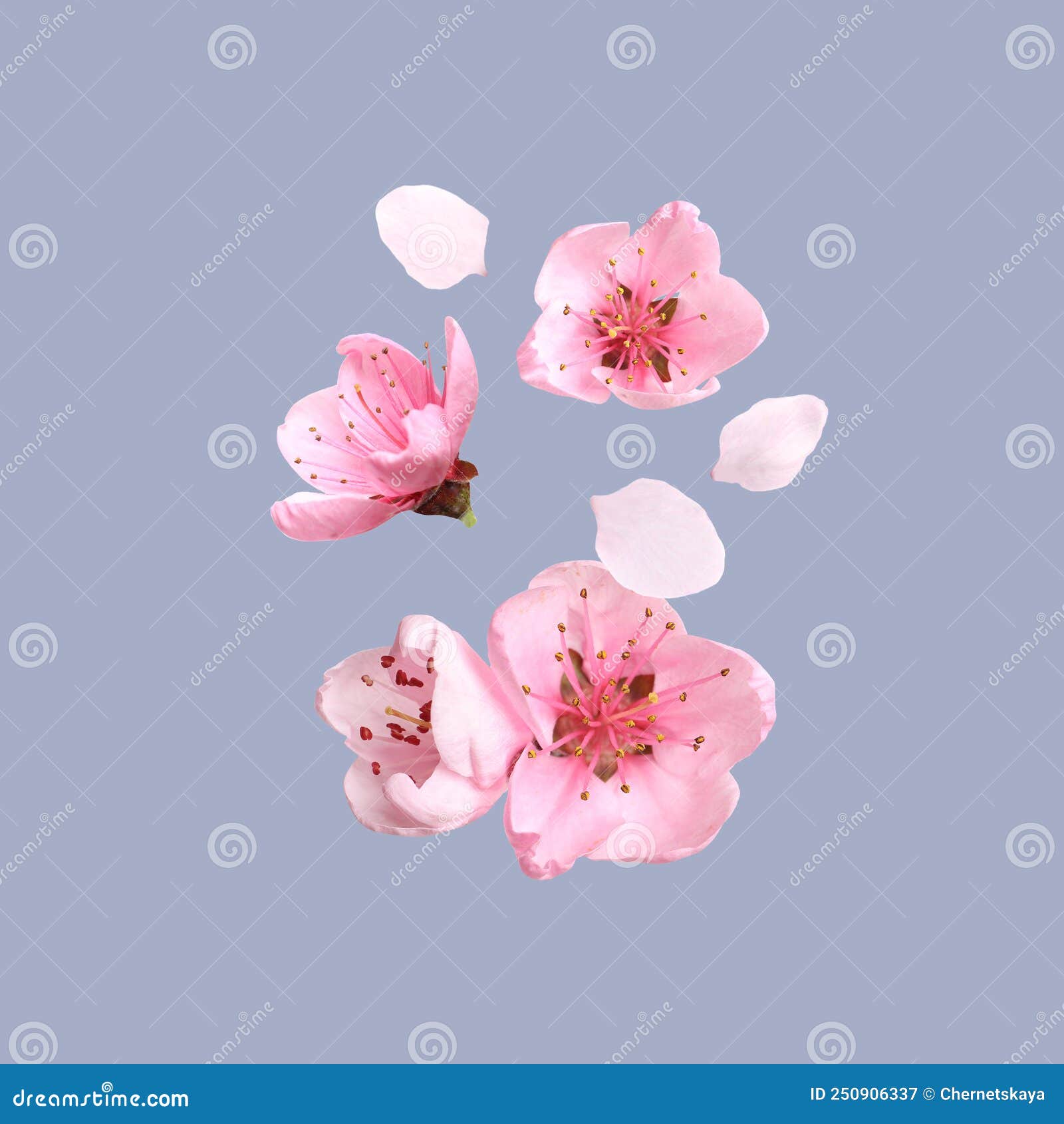 Beautiful Pink Sakura Tree Flowers Flying on Light Blue Background ...
