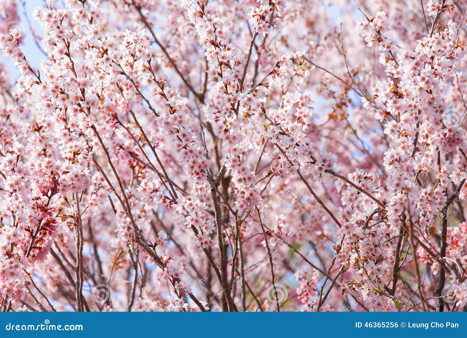Beautiful pink sakura tree stock photo. Image of fresh - 46365256