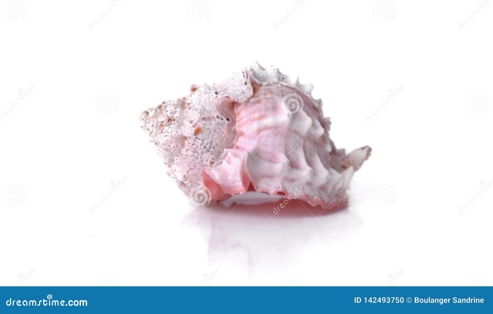 Beautiful pink seashell stock photo. Image of mollusk - 142493750
