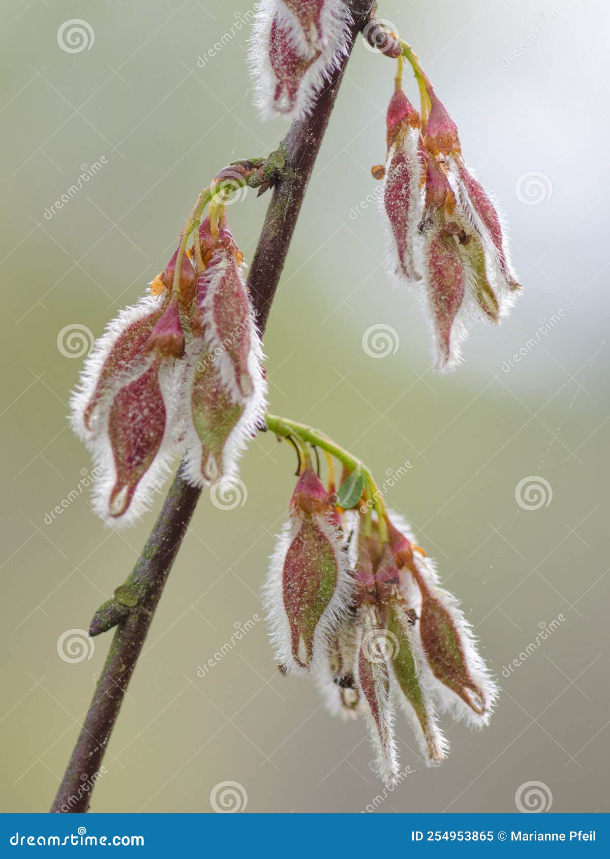 Beautiful Pink Seeds on a Tree during Spring. Stock Image - Image of ...