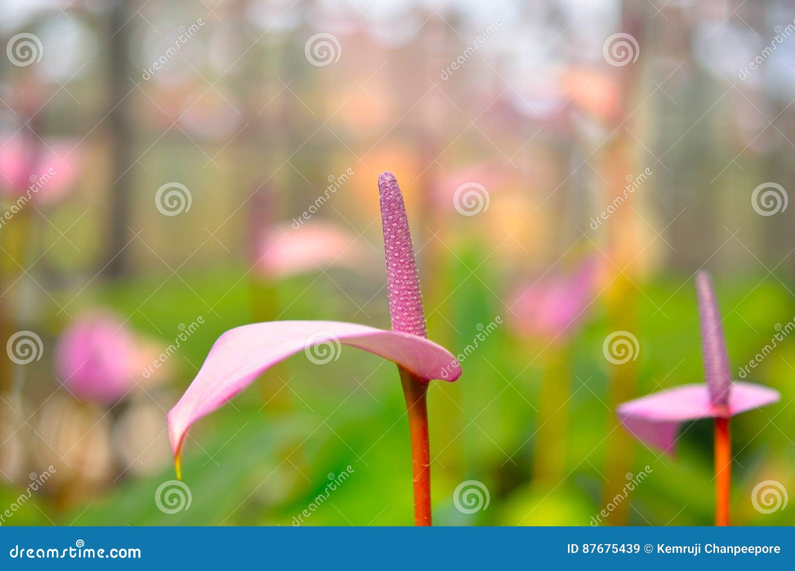 Beautiful Pink Spadix Flower Stock Image - Image of colorful, beauty ...
