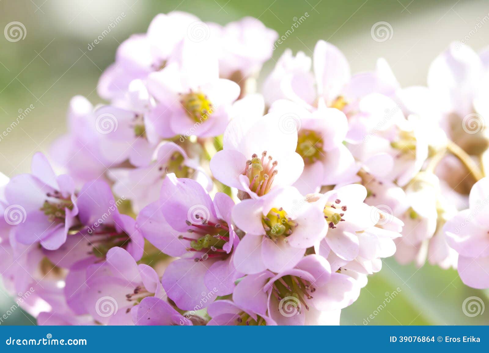 Beautiful Pink Spring Blossom Stock Photo - Image of floral, freshness ...