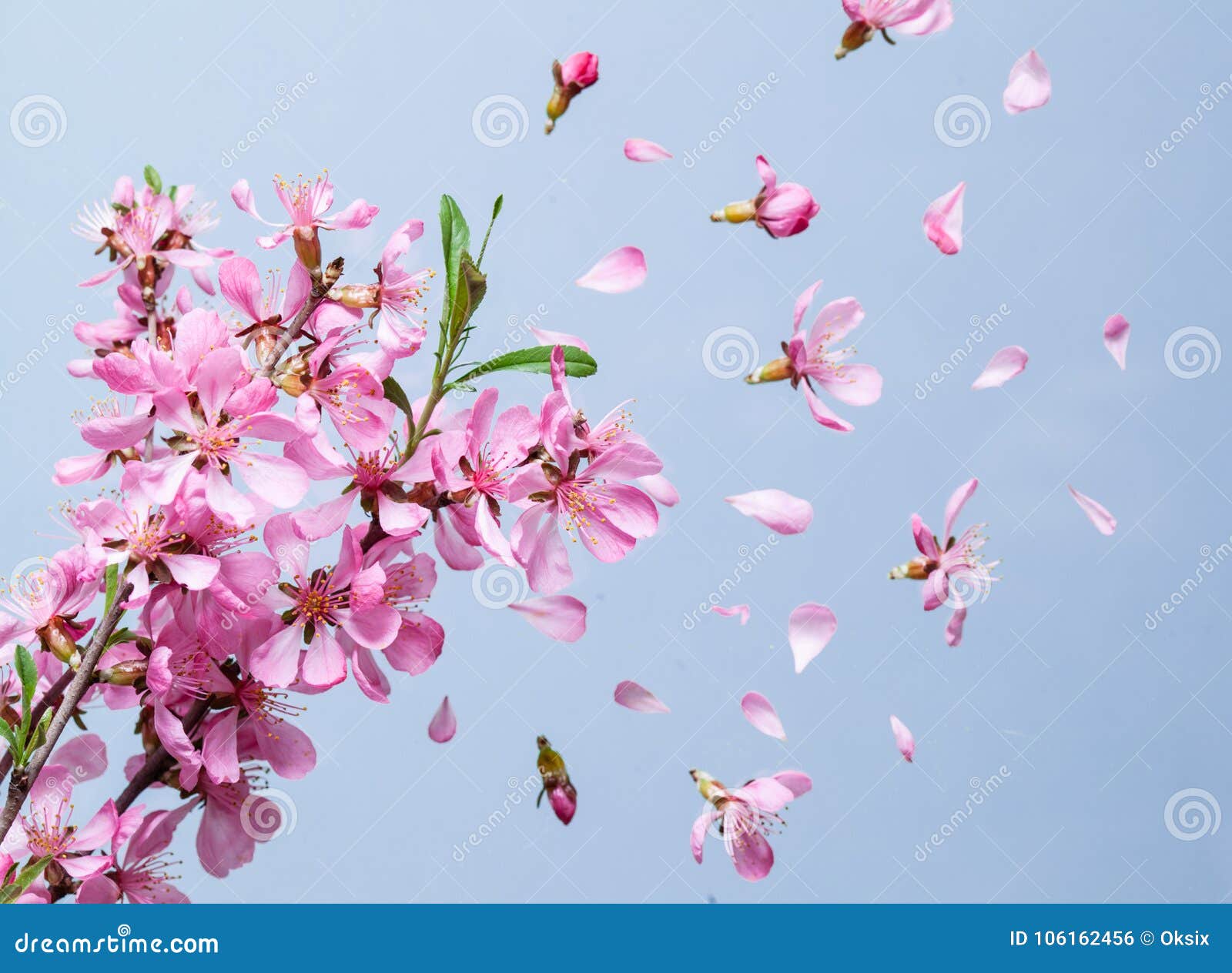 Spring blossom explosion stock photo. Image of beautiful - 106162456