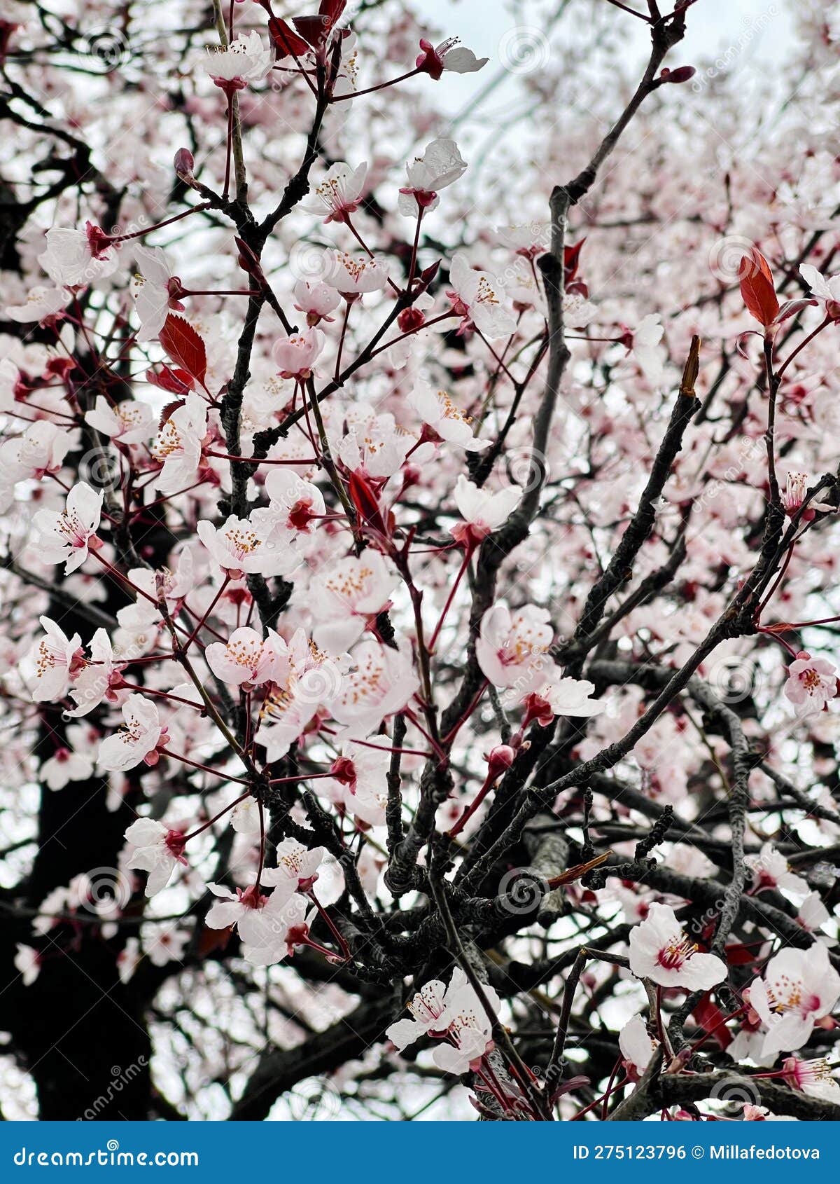 Beautiful Pink Spring Flower of Plum Tree Stock Photo - Image of fresh ...