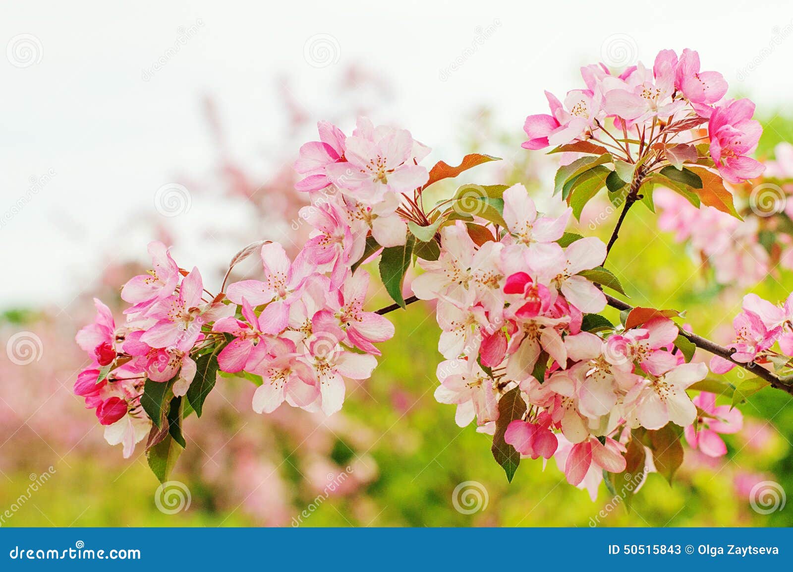 Beautiful Pink Spring Flowers Stock Image - Image of blue, blossom ...