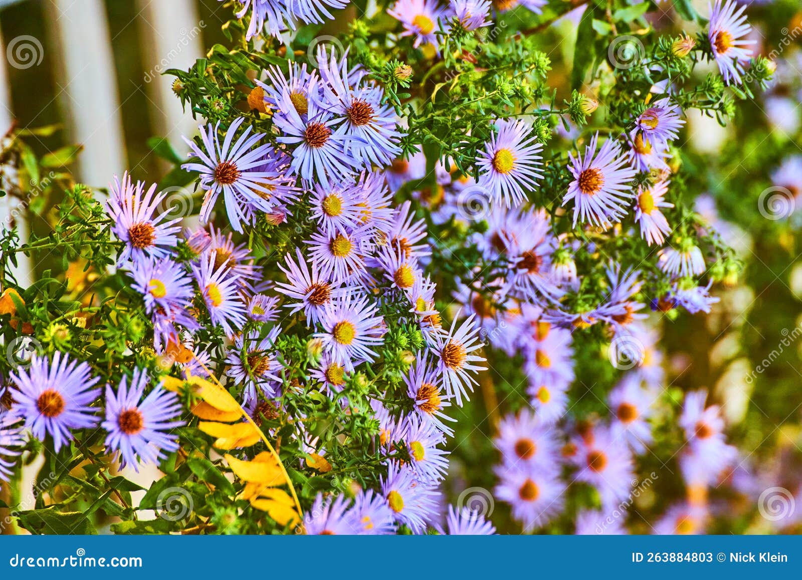 Beautiful Pink Spring Flowers in Golden Light Stock Image - Image of ...
