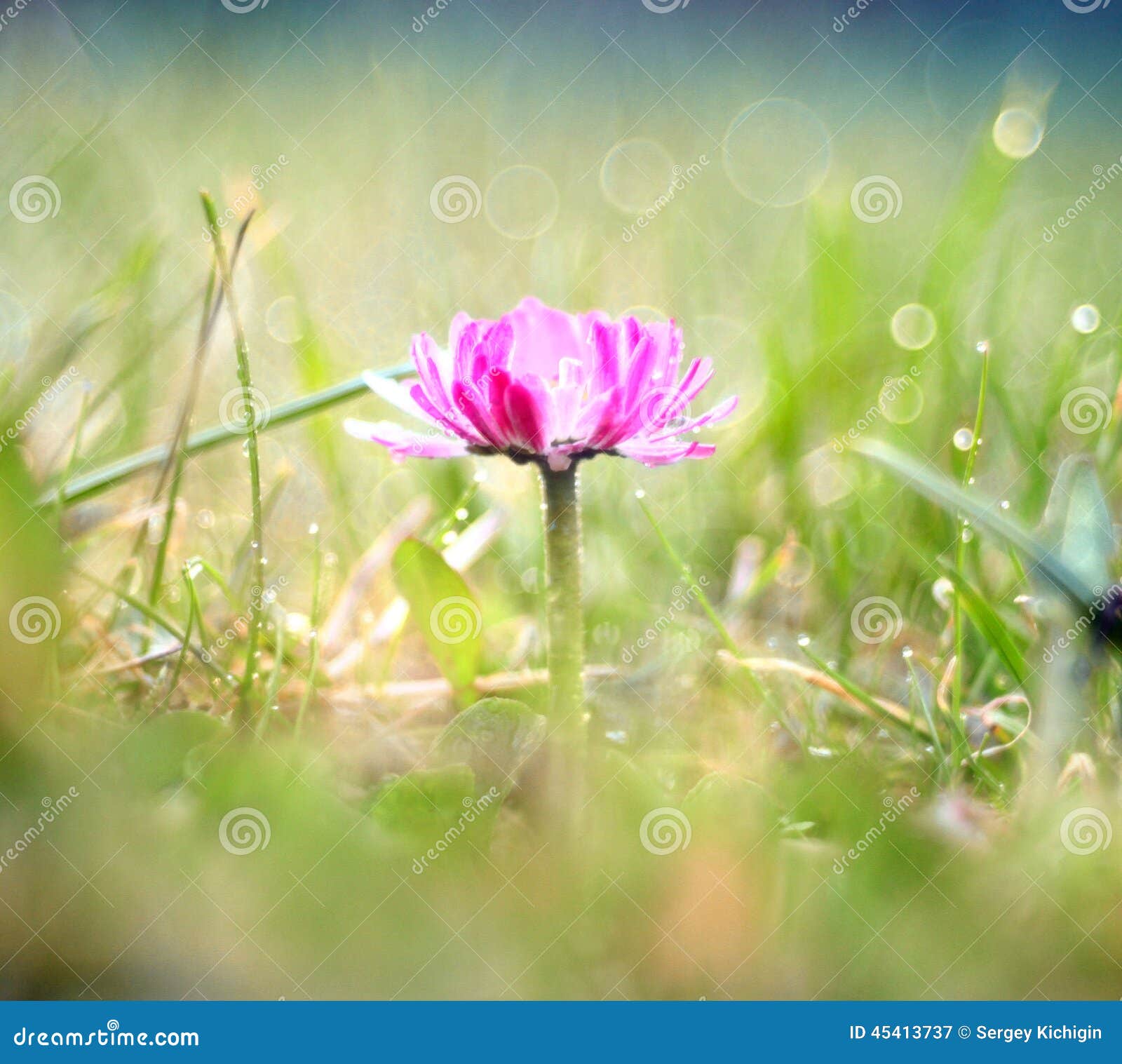 Beautiful Pink Spring Flowers Macro Stock Image - Image of flower ...
