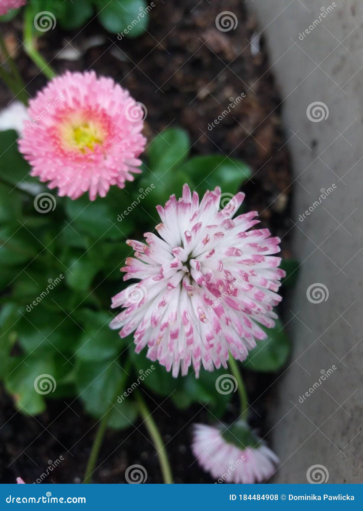Beautiful Pink Spring Flowers in Poland Stock Photo - Image of blossom ...