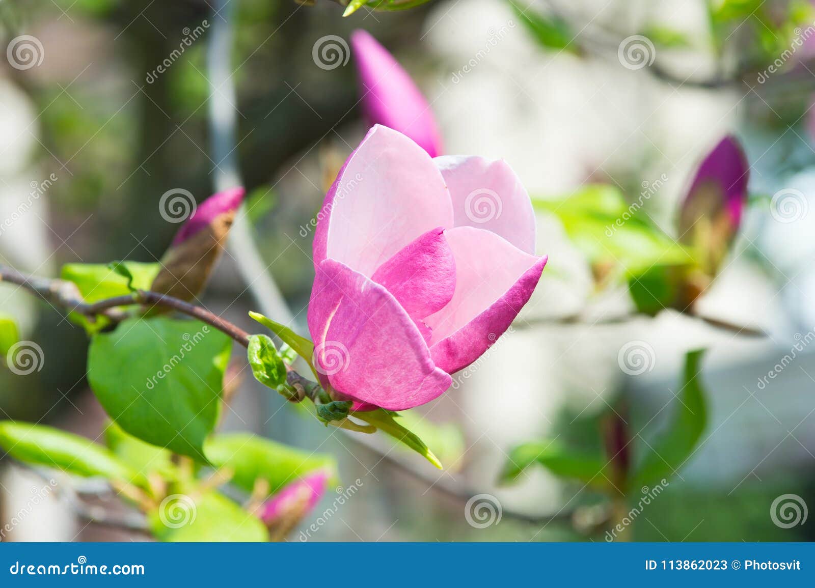 Beautiful Pink Spring Magnolia Flowers Stock Image - Image of petals ...