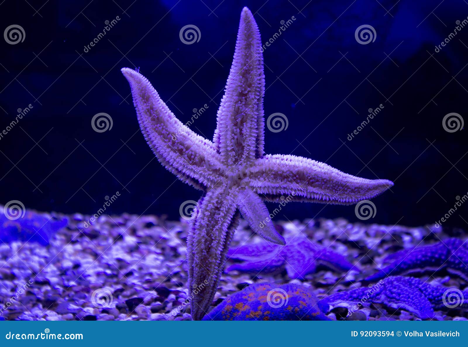 Beautiful Pink Starfish in a Close-up Aquarium Stock Photo - Image of ...