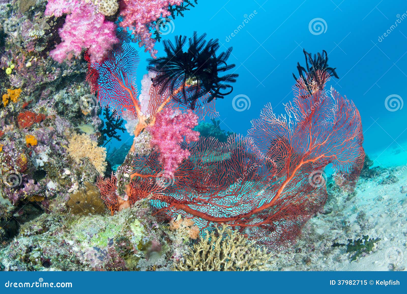 Beautiful Pink Coral Underwater Scenery Stock Photos - Download 59 ...