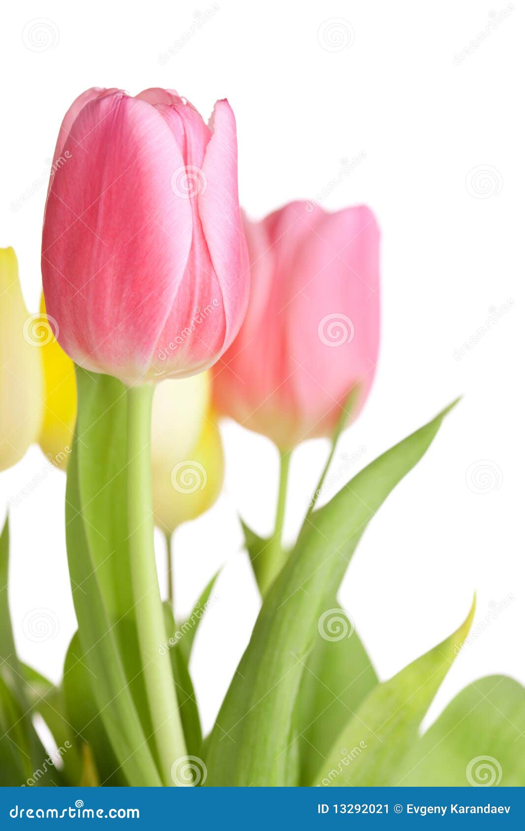 Beautiful Pink Tulip Flowers Stock Image - Image of valentine, leaf ...
