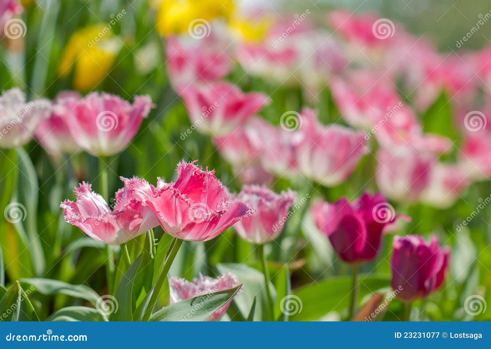 Beautiful Pink Tulip Flowers Stock Image - Image of season, beautiful ...