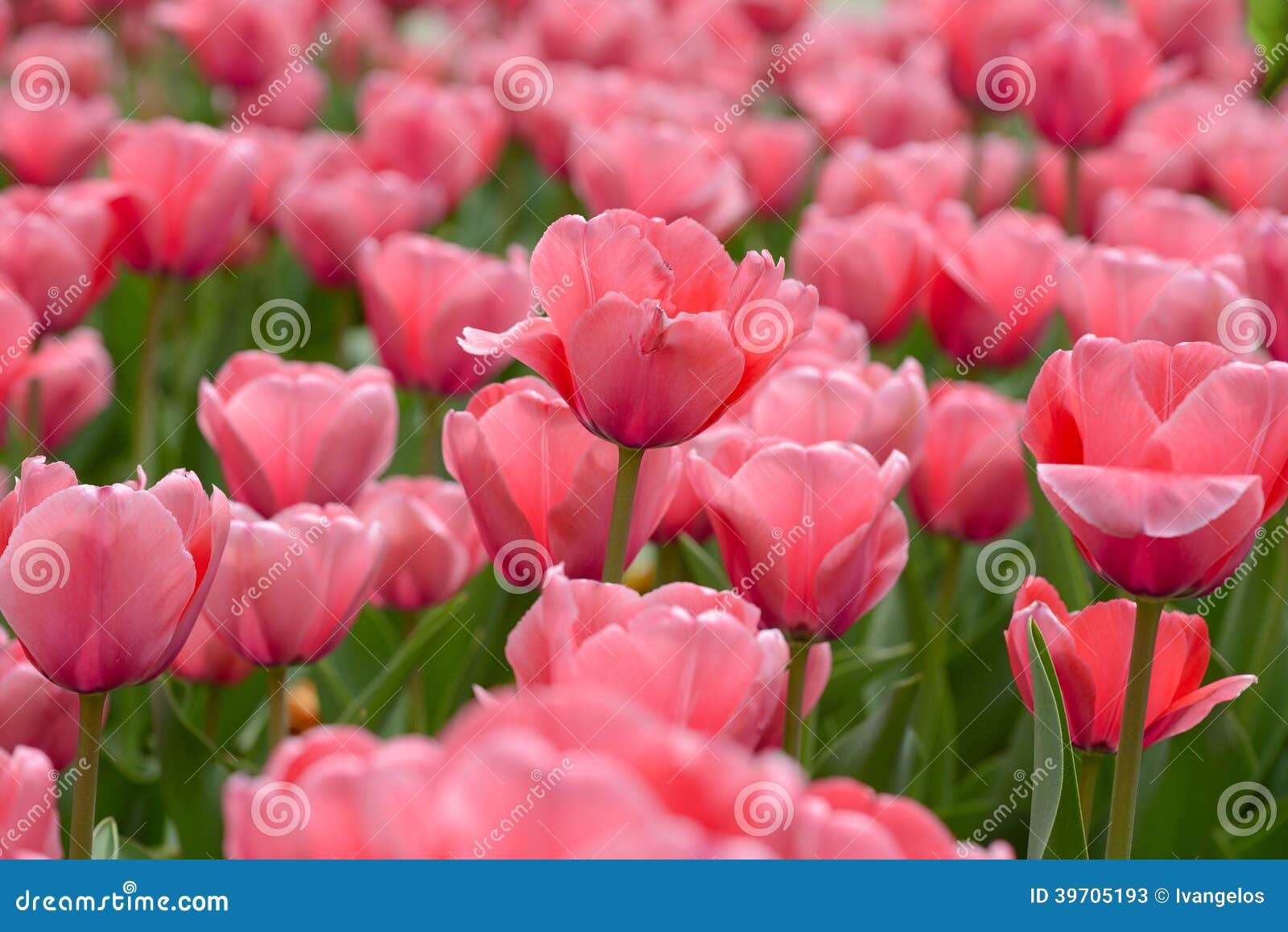 Beautiful Pink Tulip Garden Stock Image - Image of botany, bouquet ...