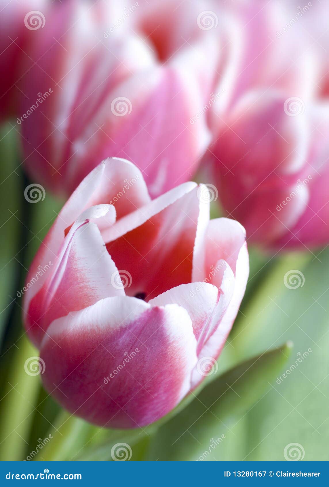 Beautiful Pink Tulips stock image. Image of pretty, tulip - 13280167