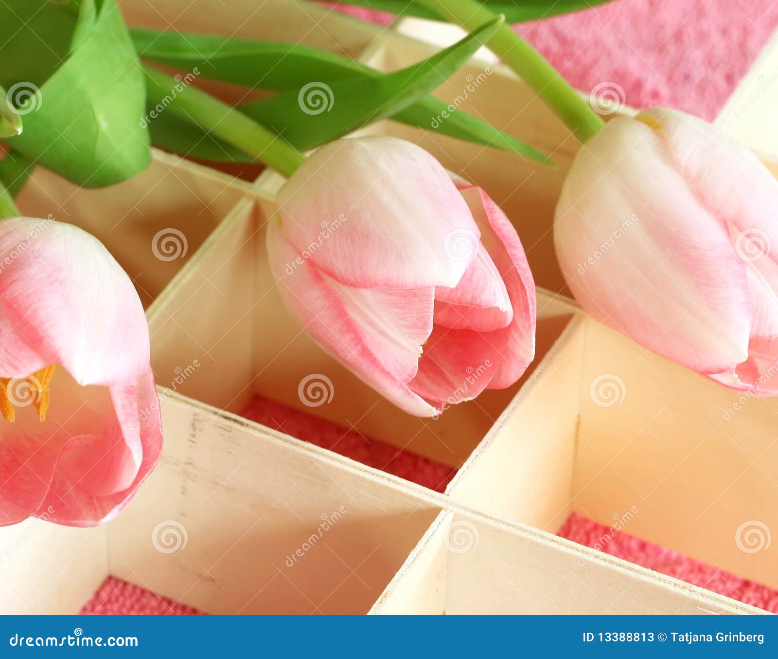 Beautiful pink tulips stock image. Image of seasonal - 13388813